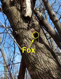 April fox hides in tree – Fort Wayne Radio Club